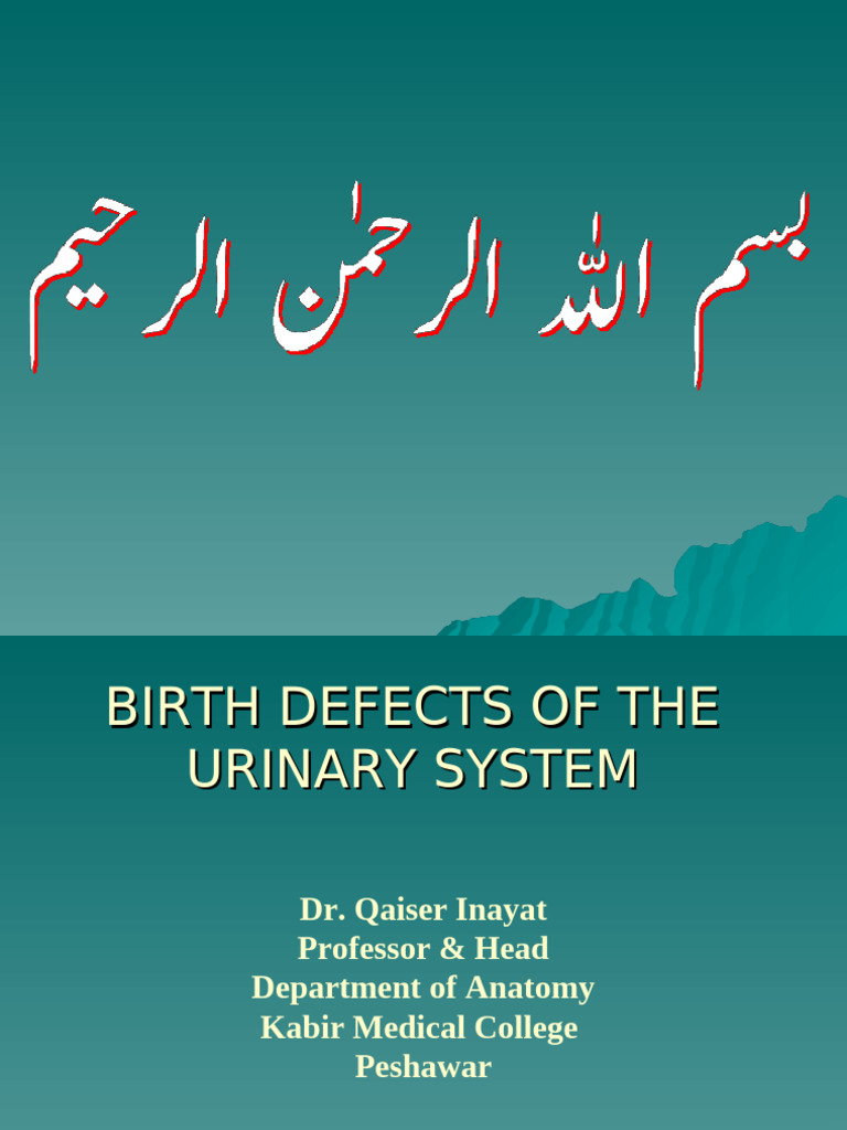 Urinary System Birth Defects Overview | PDF | Kidney | Genitourinary System