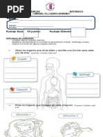 Prueba Cuerpo Humano 2° Básico | PDF | Pulmón | Corazón