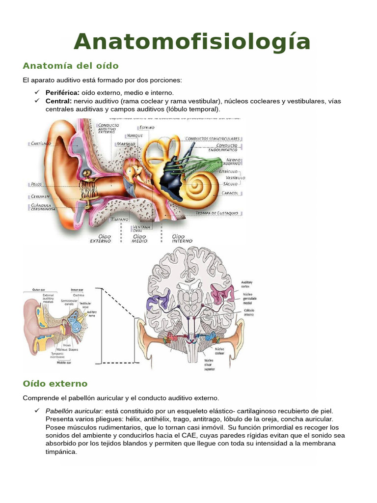 Anatomía del Oído: Estructuras y Funciones | PDF | Anatomía de los ...