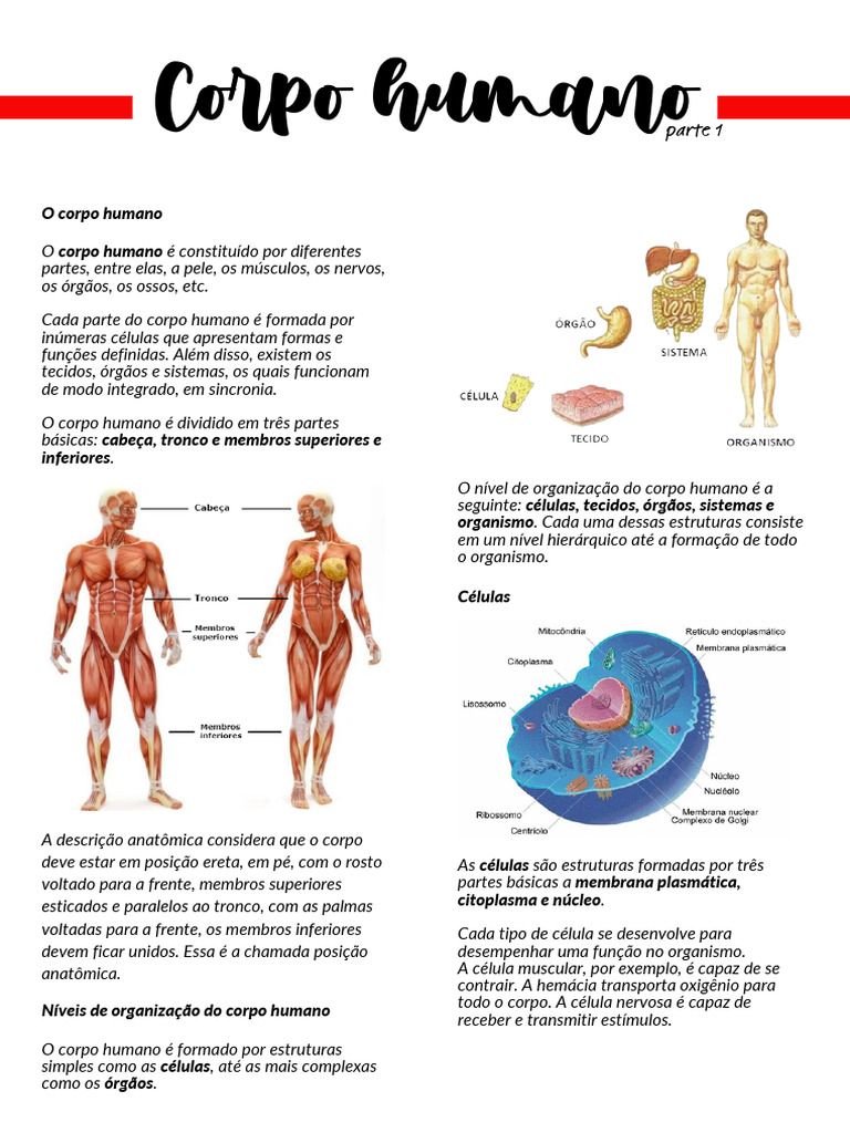 Níveis de Organização do Corpo Humano | PDF | Sistema digestivo humano ...