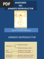Aparato Reproductor Del Gallo | PDF | Abdomen | Anatomia animal