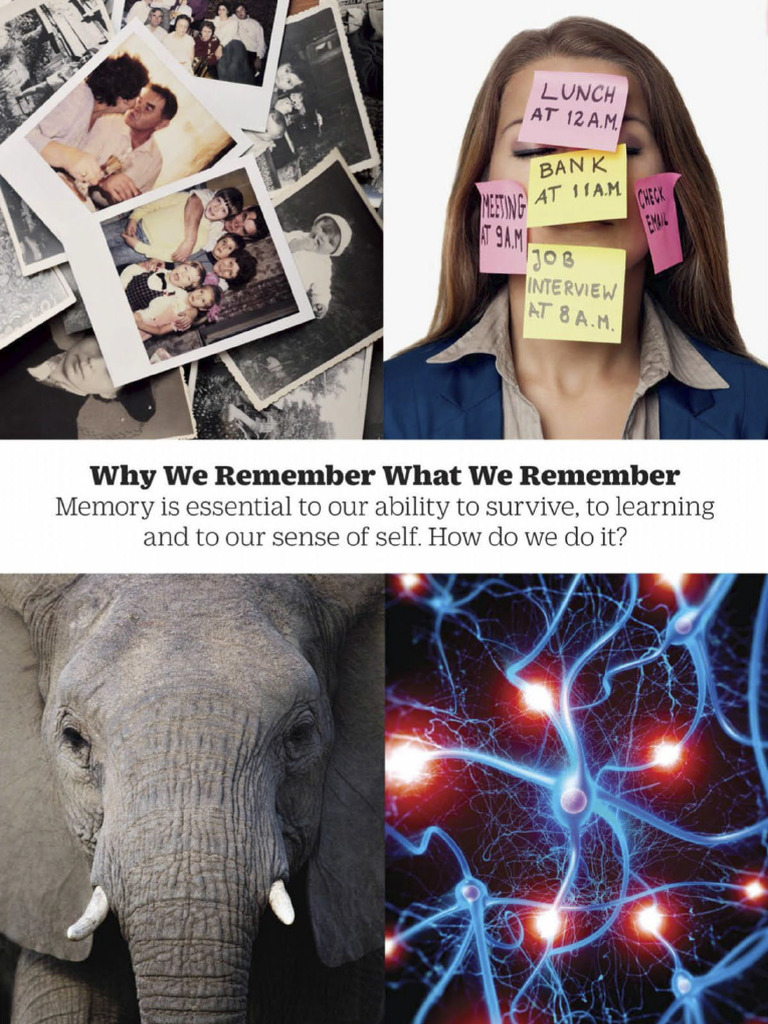 TIME The Science of Memory - PDF Room | PDF | Memory | Limbic System