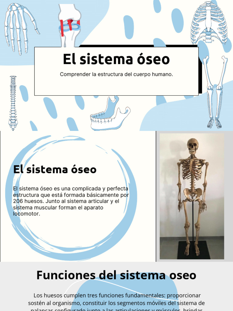 Presentación Educativa Del Sistema Óseo Diseño de Esquema Sencillo ...