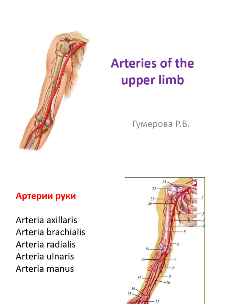 Upper Limb Arteries Anatomy Overview | PDF