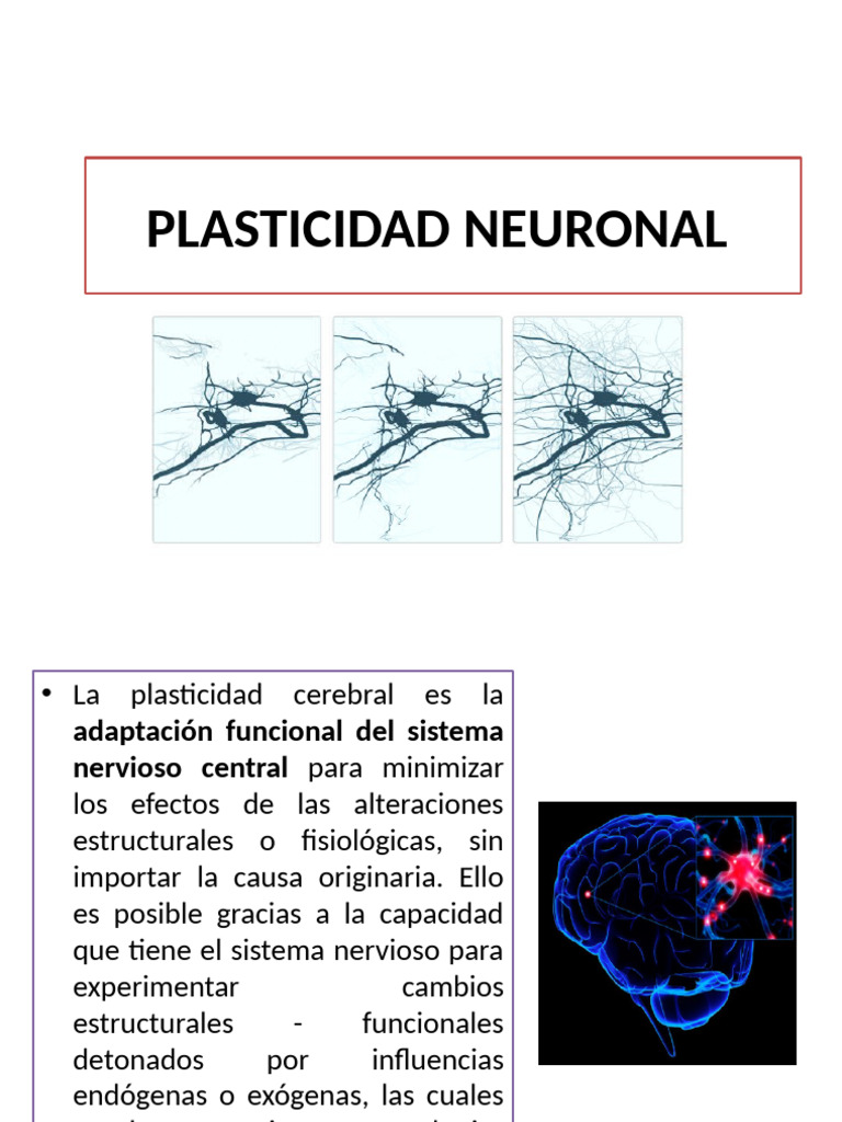 Plasticidad Neuronal | PDF | Neuroplasticidad | Sinapsis