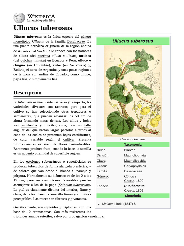 Ullucus Tuberosus | PDF | Plantas