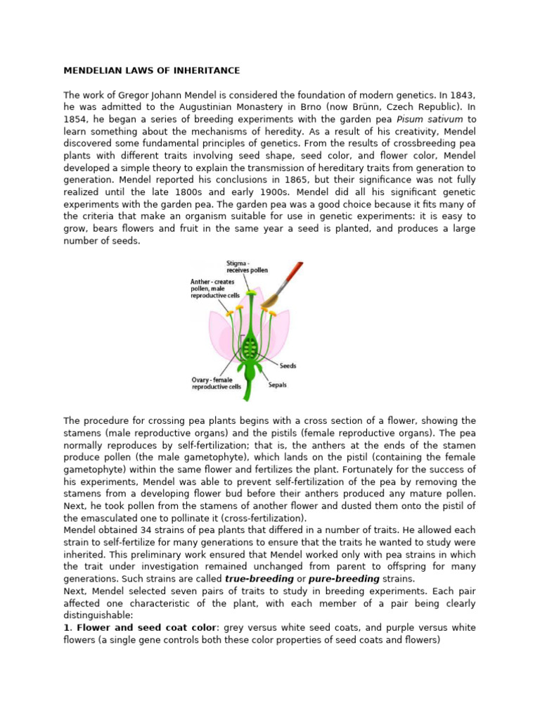 Mendelian Laws of Inheritance | PDF | Dominance (Genetics) | Allele