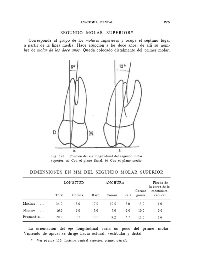 Segundo Molar Sup | PDF | Ramas de Odontología | Boca