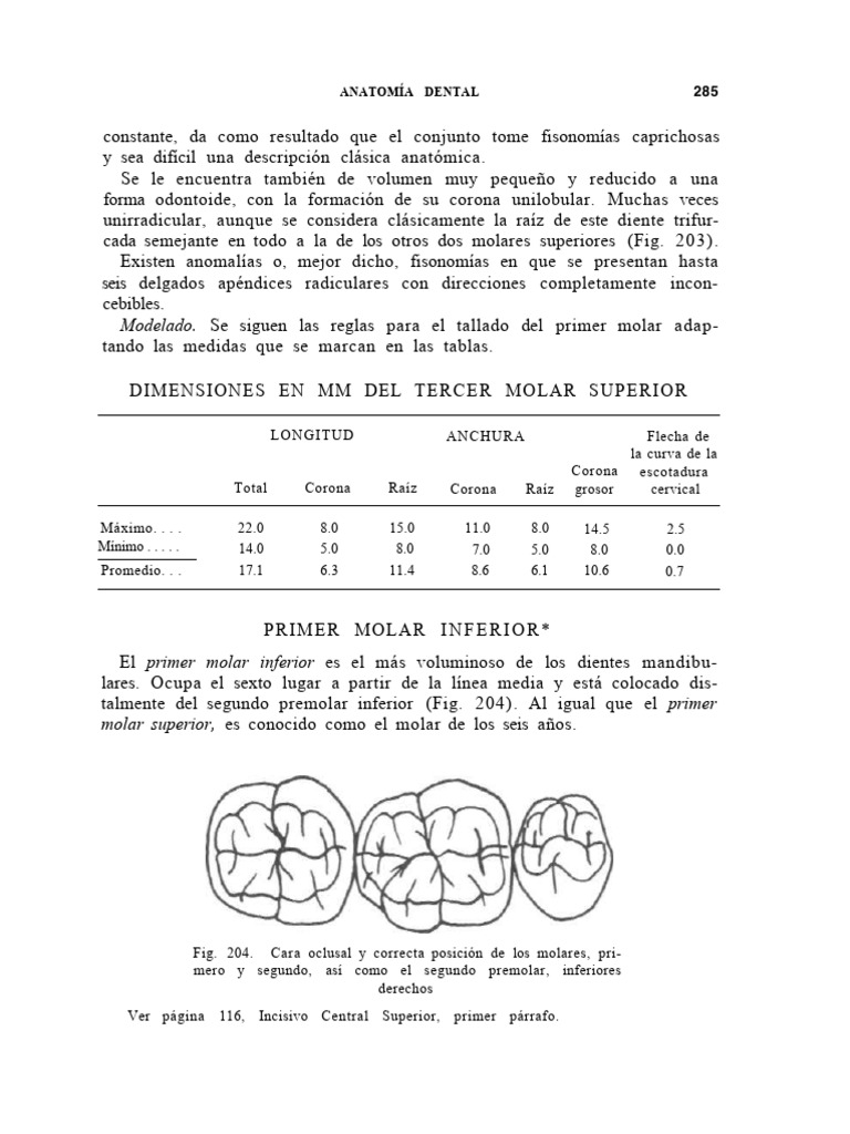 Anatomía del Primer Molar Inferior | PDF | Ramas de Odontología ...