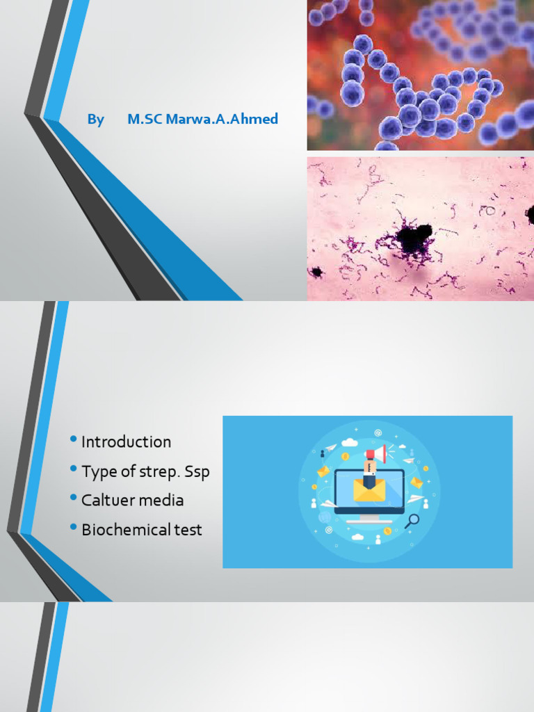 Streptococcus SSP New | PDF | Streptococcus | Microbiology