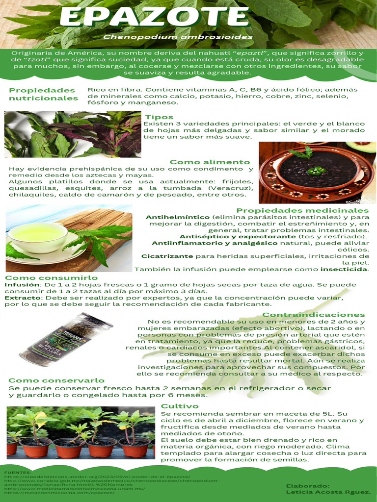 Cultivo Y Usos Del Epazote Pdf