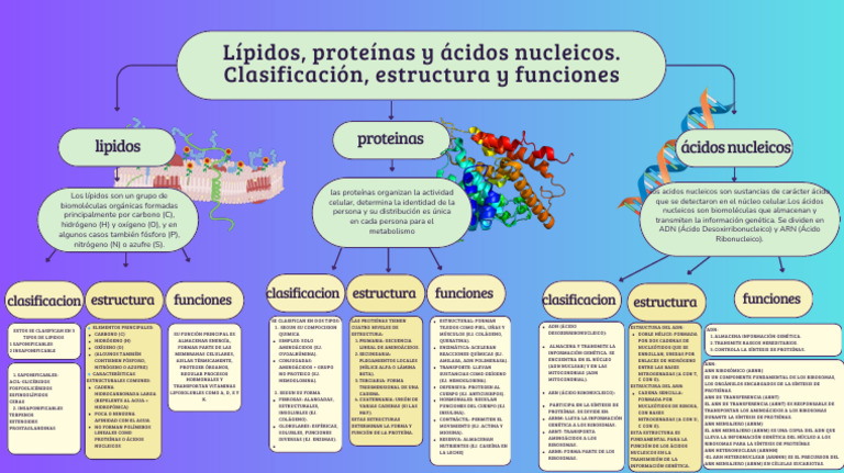 Esquema Lipidos Proteinas y Acidos Nucleicos | PDF | Rna | Proteínas