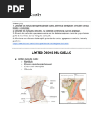 Regiones Del Cuello | PDF | Anatomía humana | Sistema musculoesquelético