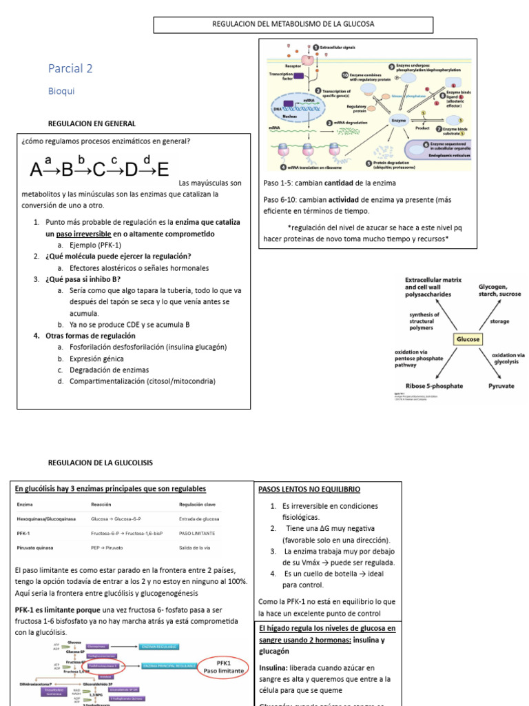 Resumen Bioqui | PDF | Glucólisis | Enzima