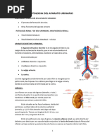 Cápsula Renal | PDF | Riñón | Órgano (anatomía)