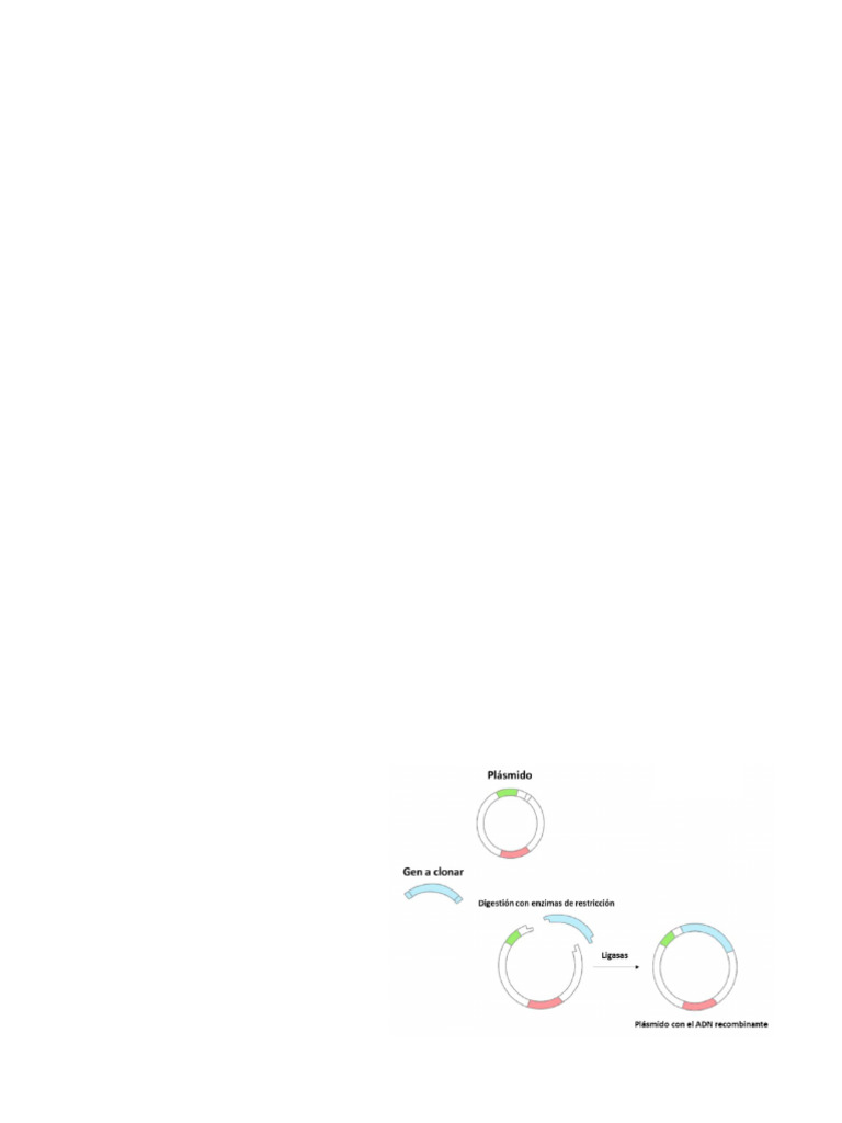 Vectores de Clonación y ADN Recombinante | PDF | Reacción en cadena de ...