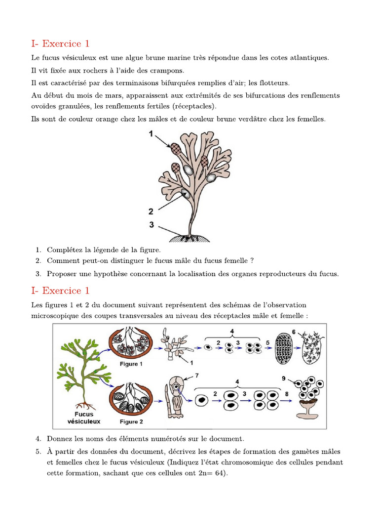 La Reproduction Sexuee Chez Les Plantes Sans Fleurs Serie D Exercices 2 ...
