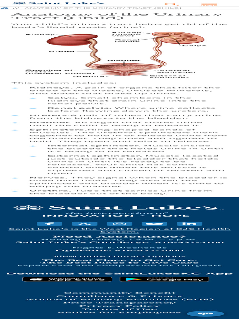 Anatomy of The Urinary Tract (Child) Saint Luke's Health System | PDF