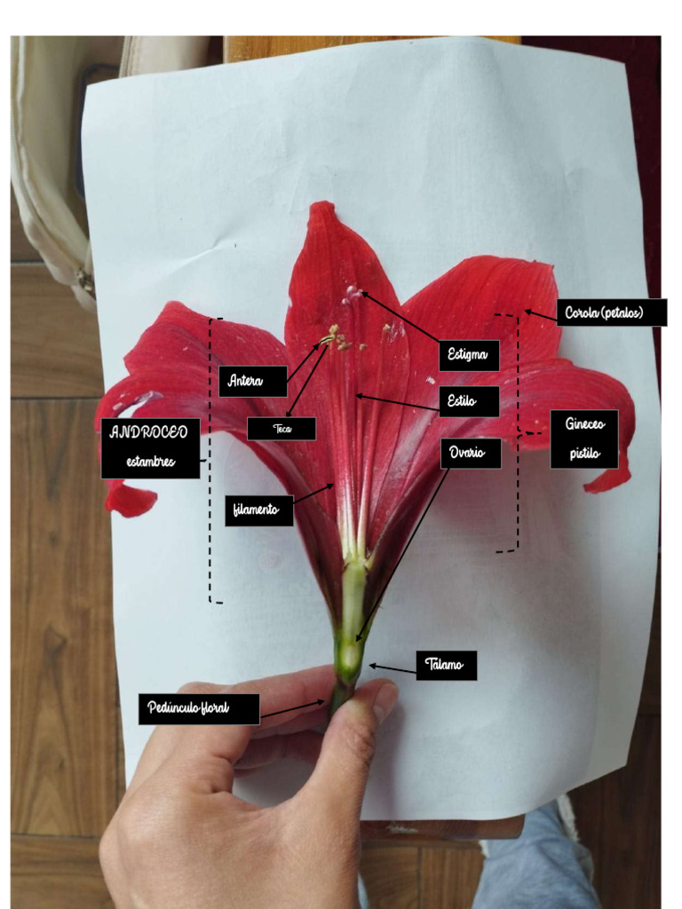 Partes de una Flor: Estructura y Componentes | PDF