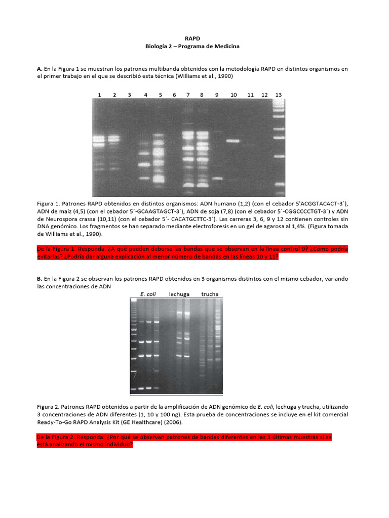11 ActividadsobreAnlisisdeAgrupamiento RAPD | PDF | Primer (Biología ...