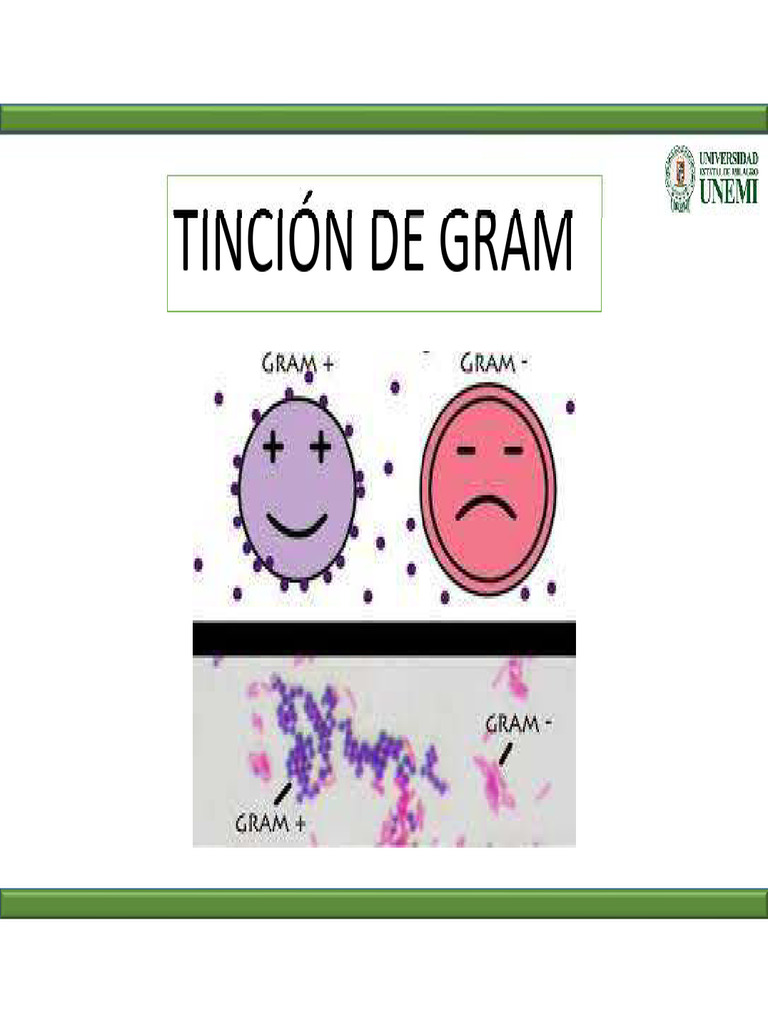 TINCIÓN DE GRAM | PDF | Bacterias Gram-negativo | Tinción