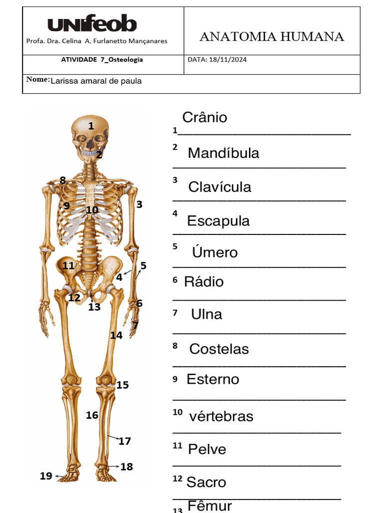 Atividade 7 Sistema Locomotor Ossos Pdf Vértebra Sistema