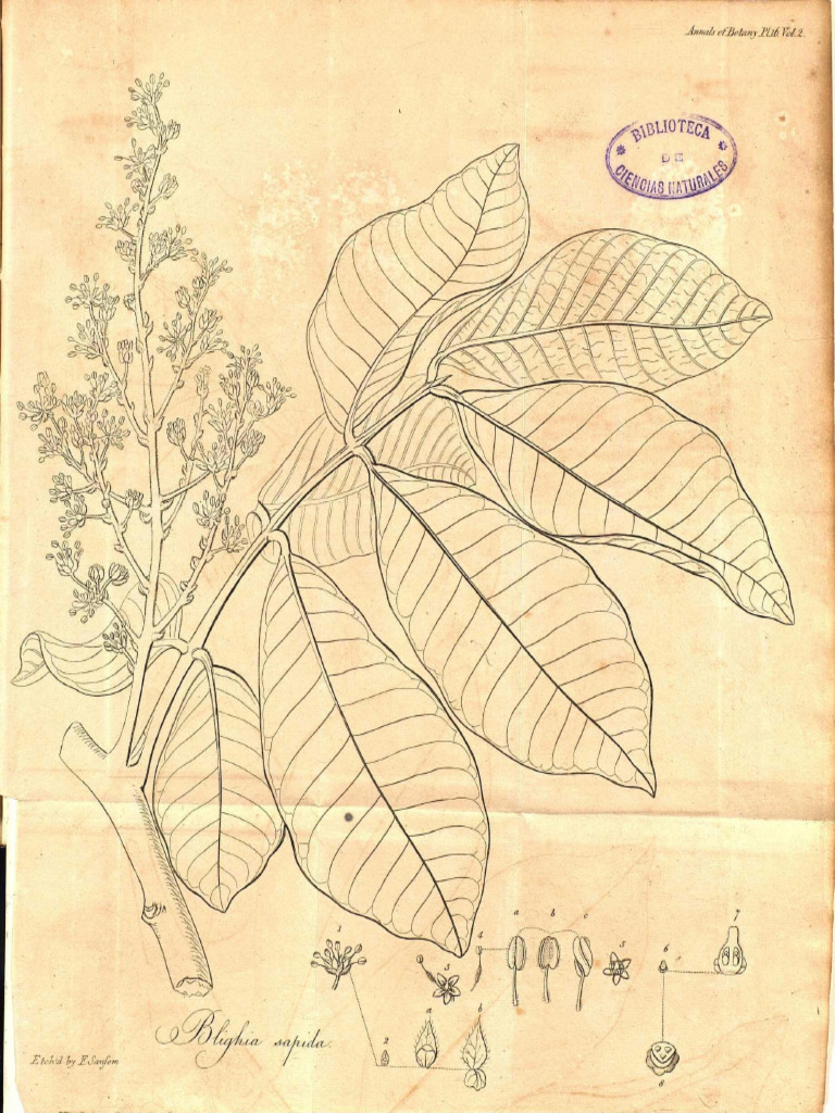 KON Ann Bot 2 625 | PDF