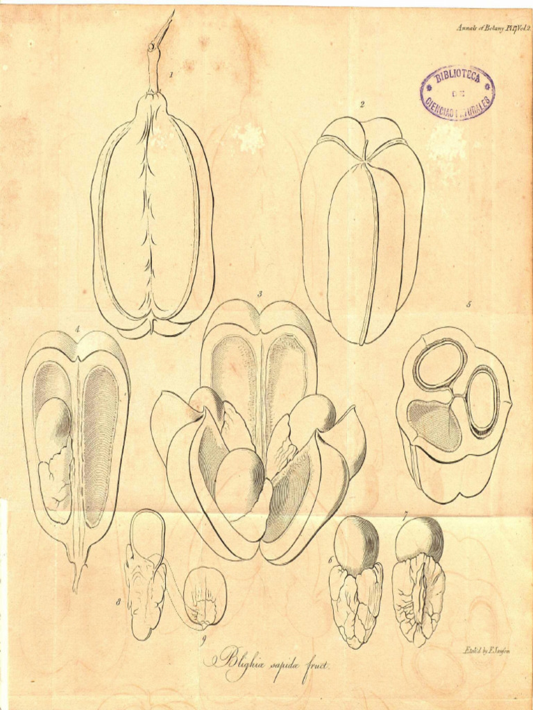 KON Ann Bot 2 626 | PDF