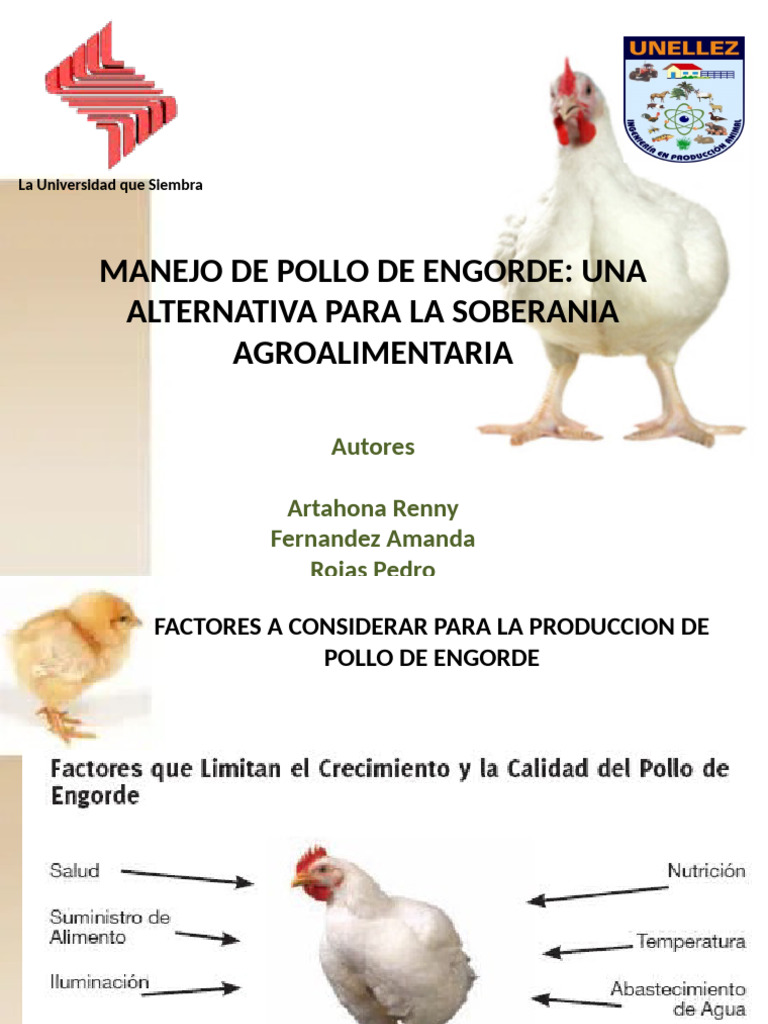 Manejo Eficiente de Pollo de Engorde | PDF | Alimentos | Proteínas