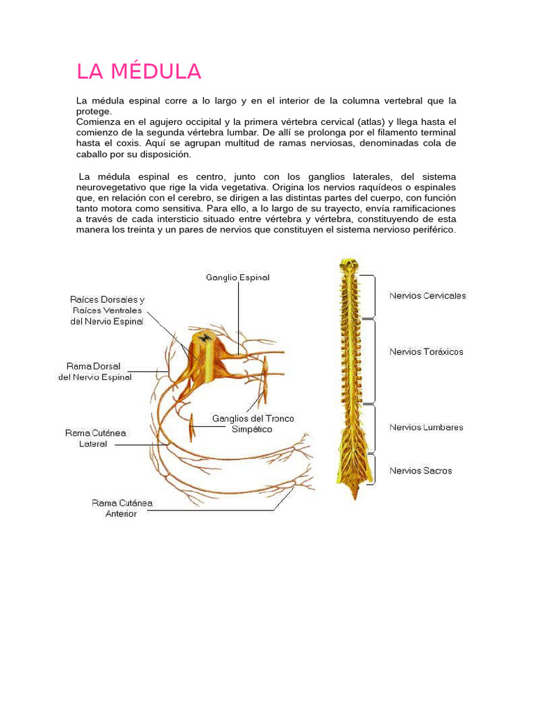 Estructura y Función de la Médula Espinal | PDF