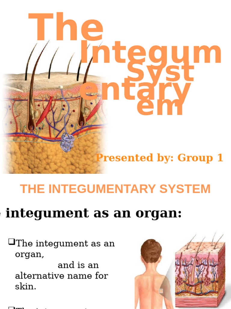 GROUP 1 (Theintegumentarysystem) | PDF | Integumentary System | Skin