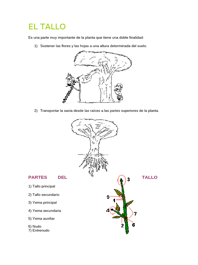 Estructura y Función del Tallo en Plantas | PDF