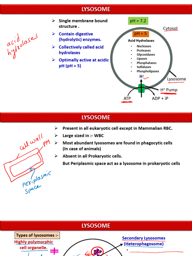 Cell Biology - English Final 11 Jan 1 | PDF | Mitochondrion | Lysosome