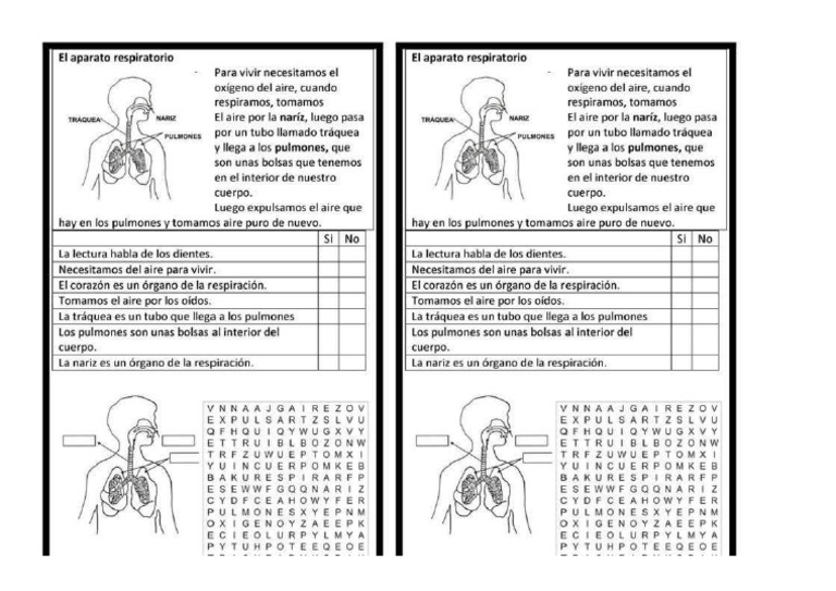 Sistema Respiratorio2021 | PDF