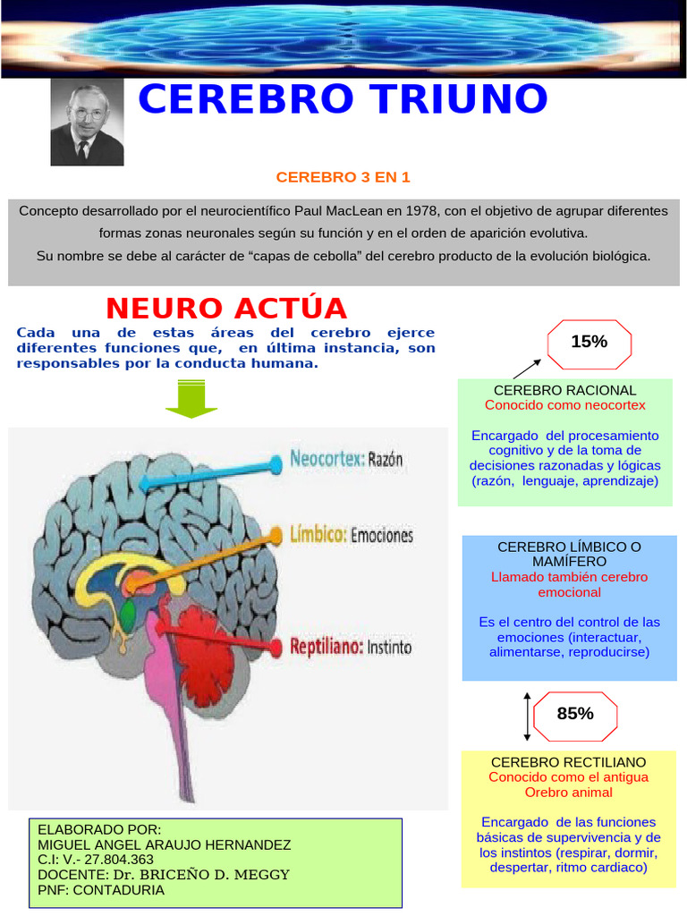 Infografia Sobre Cerebro Triuno Miguel Araujo Cedula 27804363 | PDF | Cerebro | Biología