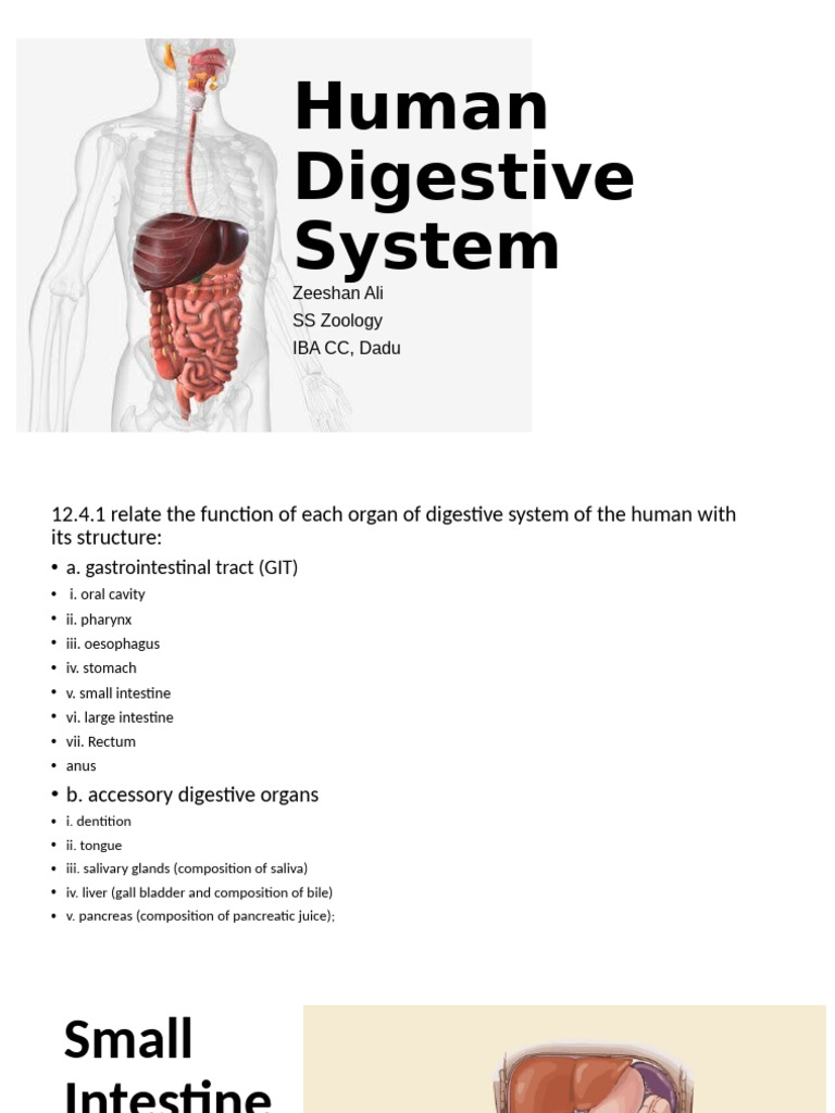 Human Digestive System | PDF | Digestion | Human Digestive System