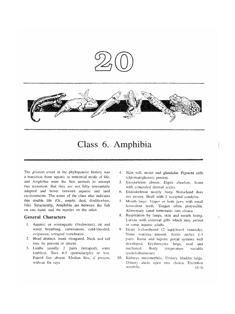 Classification of Amphibia | PDF