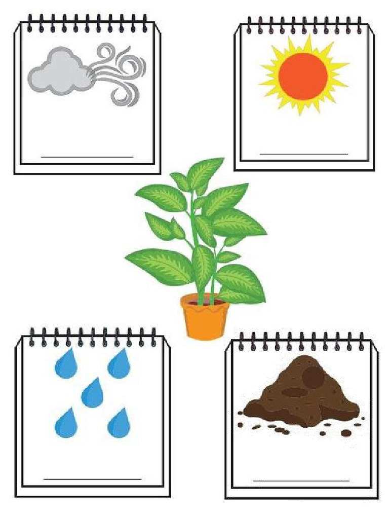 Afiche Qué Necesitan Las Plantas para Vivir | PDF