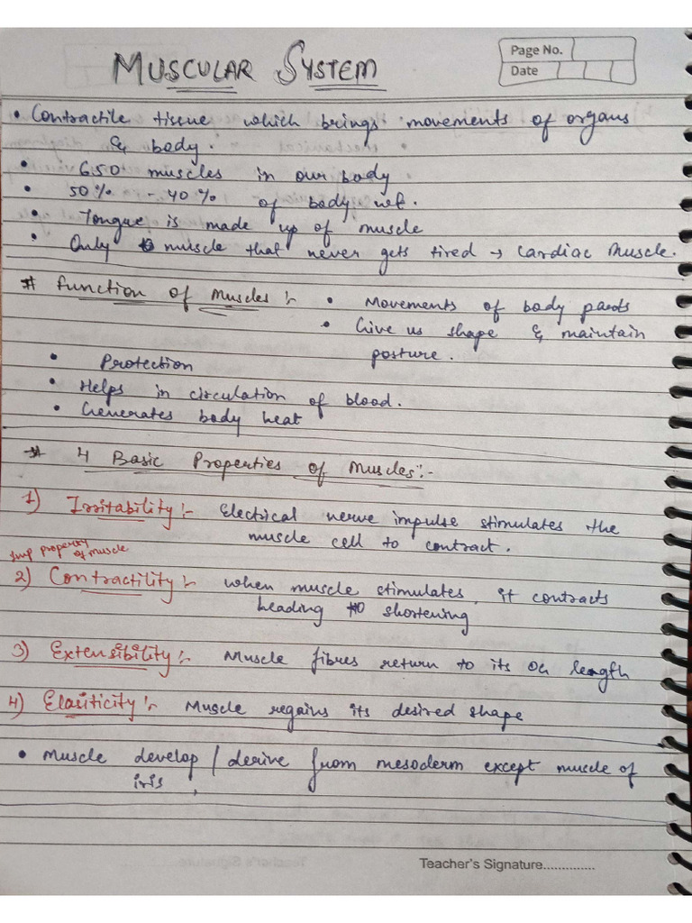 Muscular System | PDF