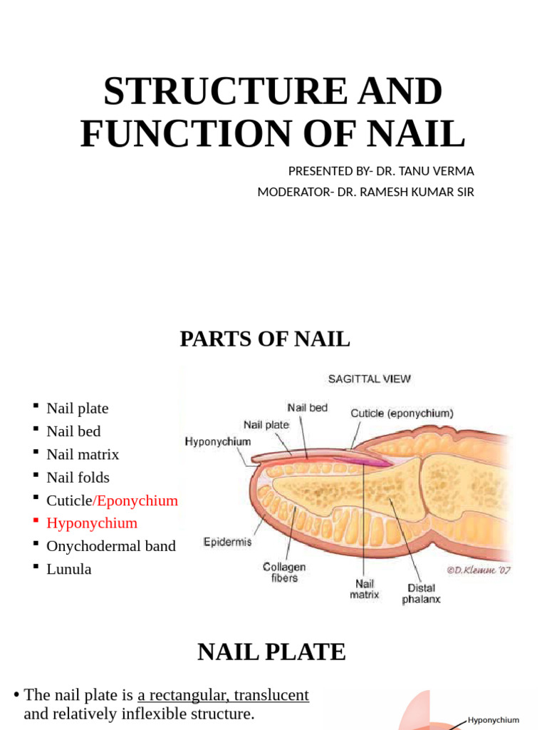 Nail Presentation Tanu | PDF | Nail (Anatomy) | Integumentary System