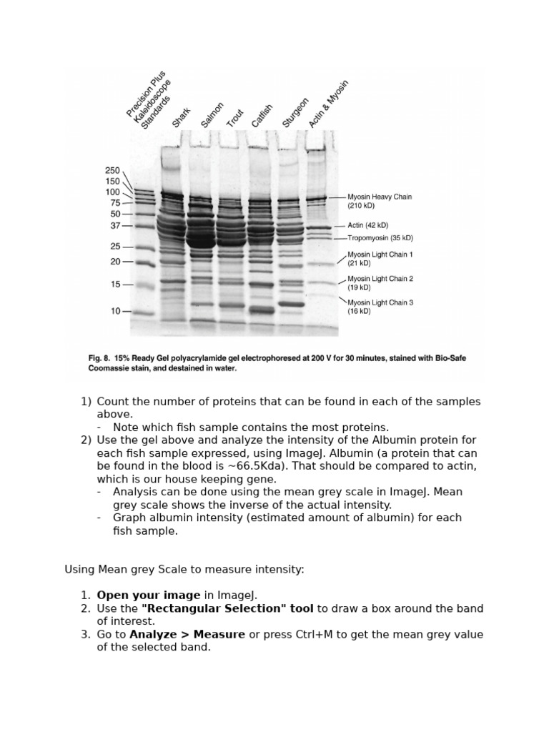 Using Imagej To Analyze Western Blot | PDF