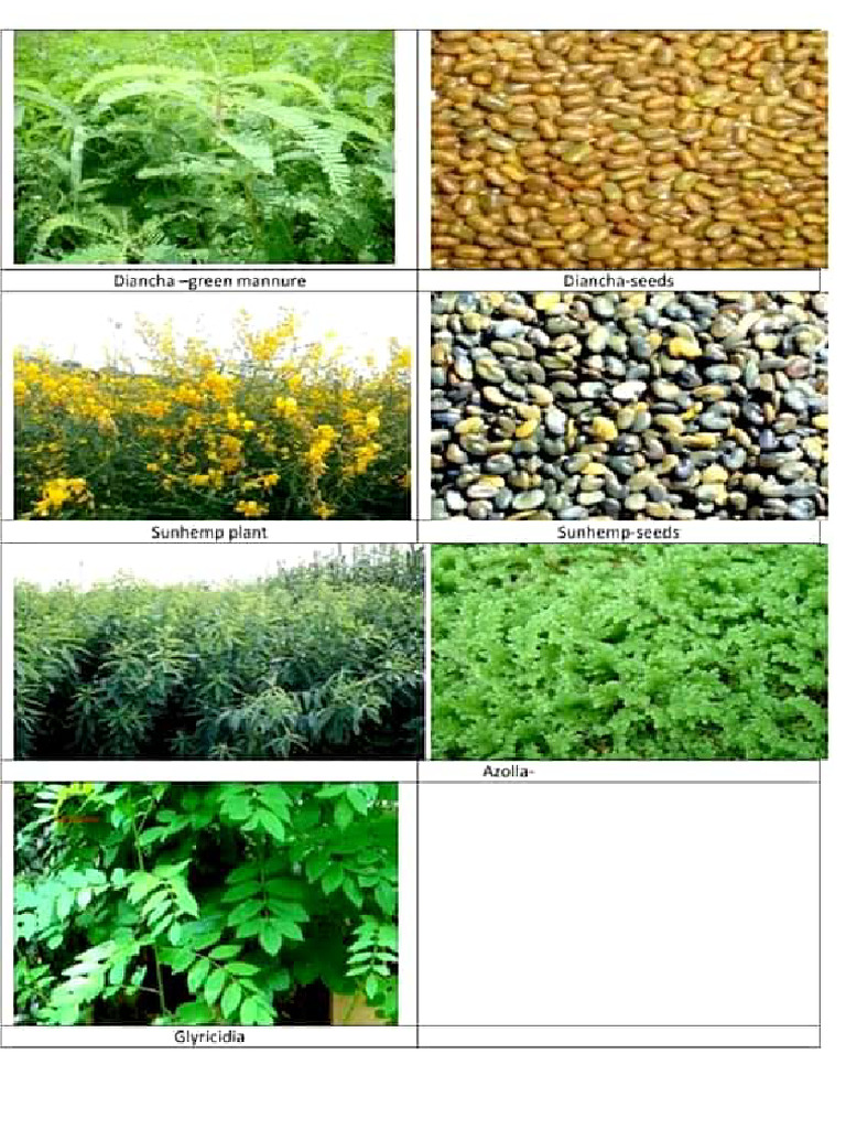 AGRICULTURE Practical Exam 2019 | PDF