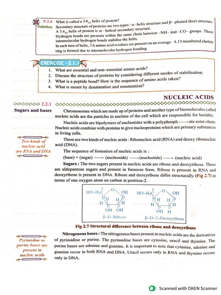 Nucleic Acid Notes | PDF