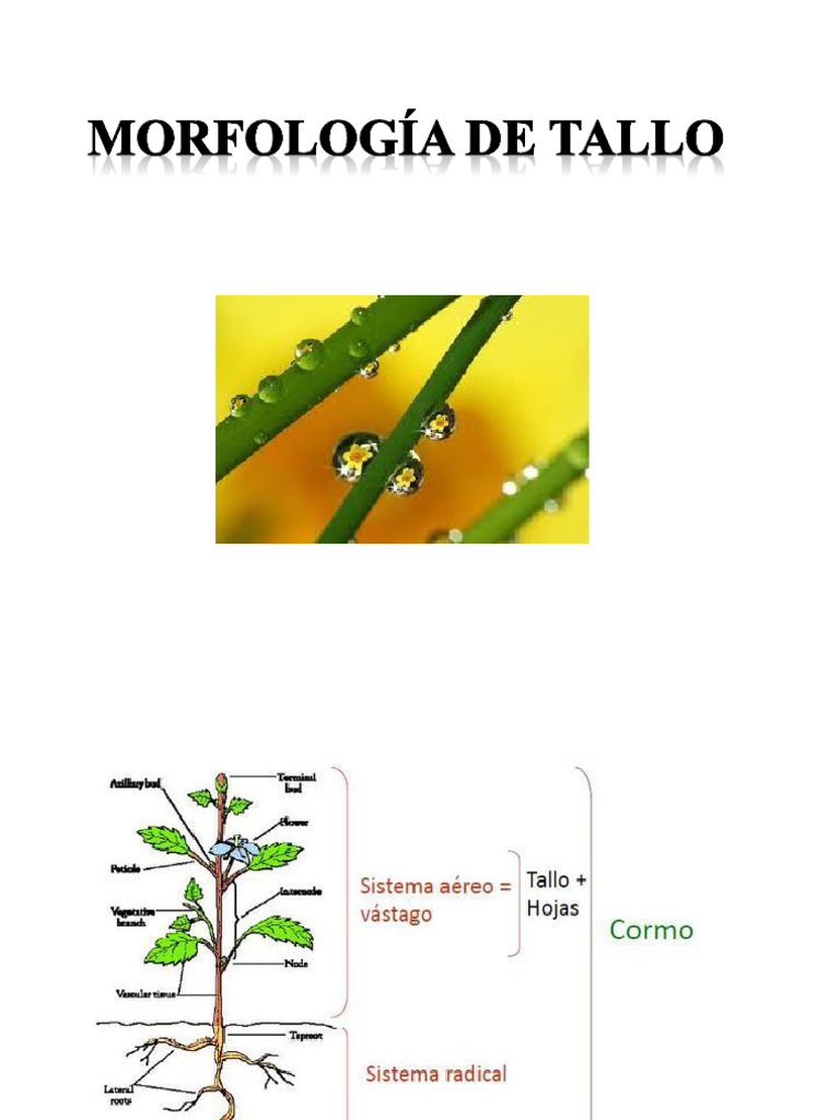 Clase Tallo | PDF | Tallo de la planta | Plantas