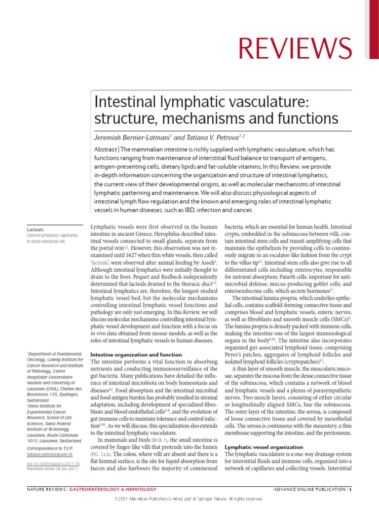 Intestinal Lymphatic Vasculature | PDF | Lymphatic System | Small Intestine