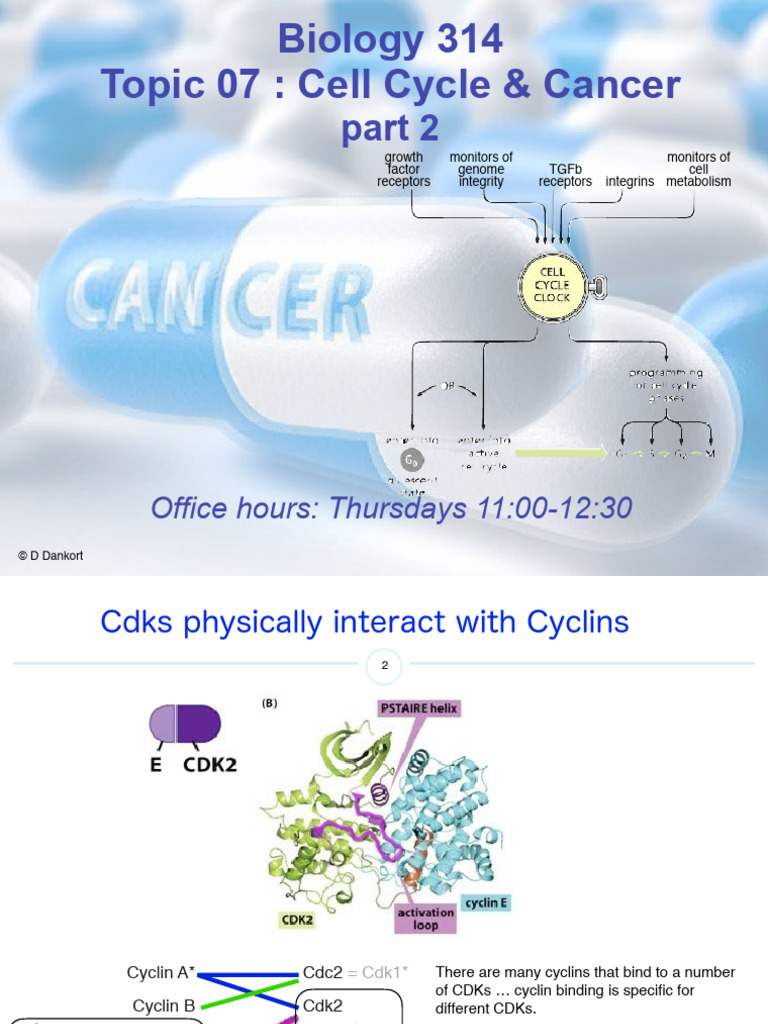 Cell Cycle Regulation and Cancer Insights | PDF | Cell Cycle | Biochemistry