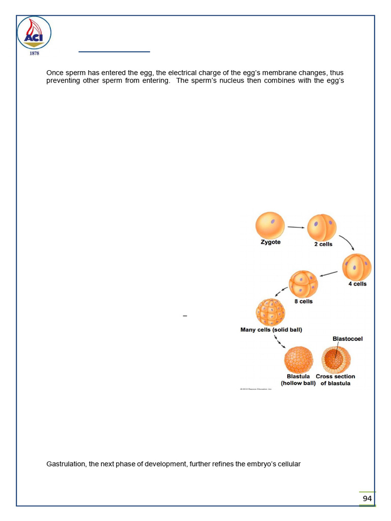 9 Embryonic Development | PDF | Twin | Placenta
