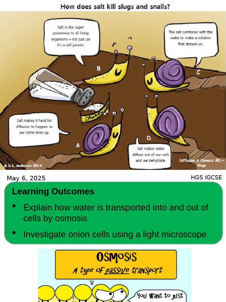 Investigating Osmosis in Red Onions | PDF