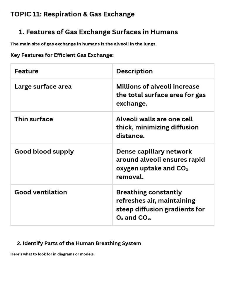 ? 1. Features of Gas Exchange Surfaces in Humans | PDF | Breathing ...