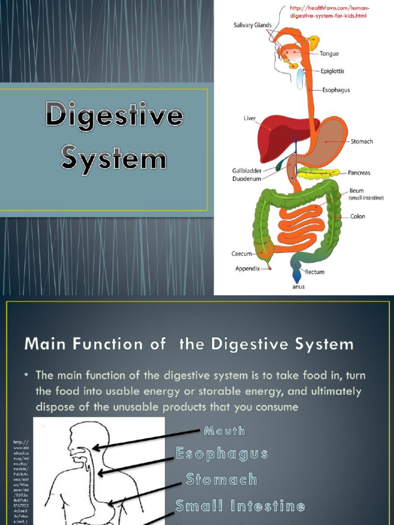 Organ Structures | PDF
